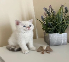 gattini British Shorthair pronti per partire